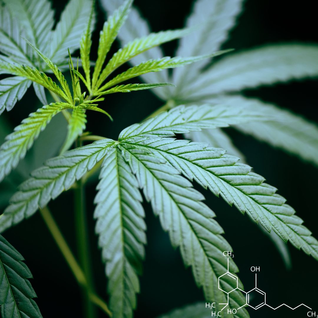 CBDとは – 基礎知識 – 420Original